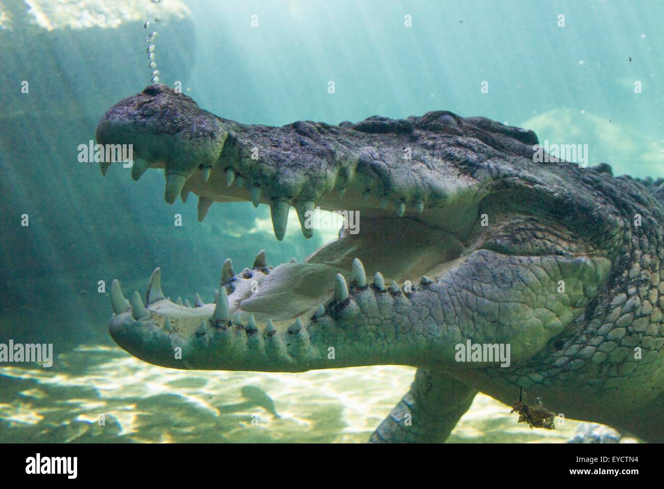 Saltwater crocodile hi-res stock photography and images - Alamy