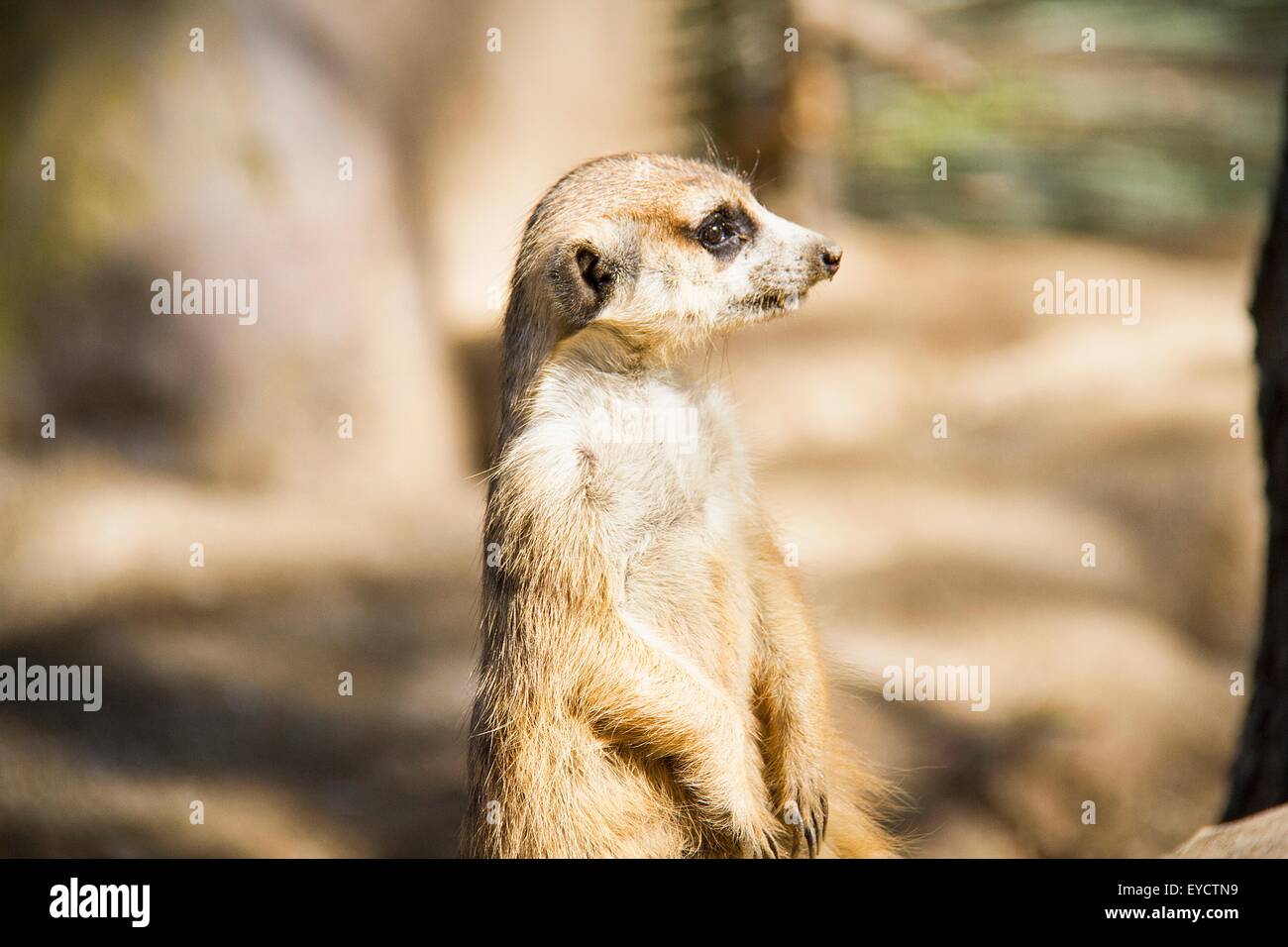 Meerkat, standing up, close-up Stock Photo - Alamy