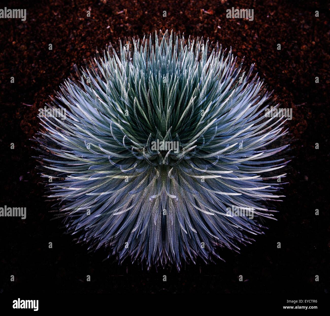 Silver sword hi-res stock photography and images - Alamy