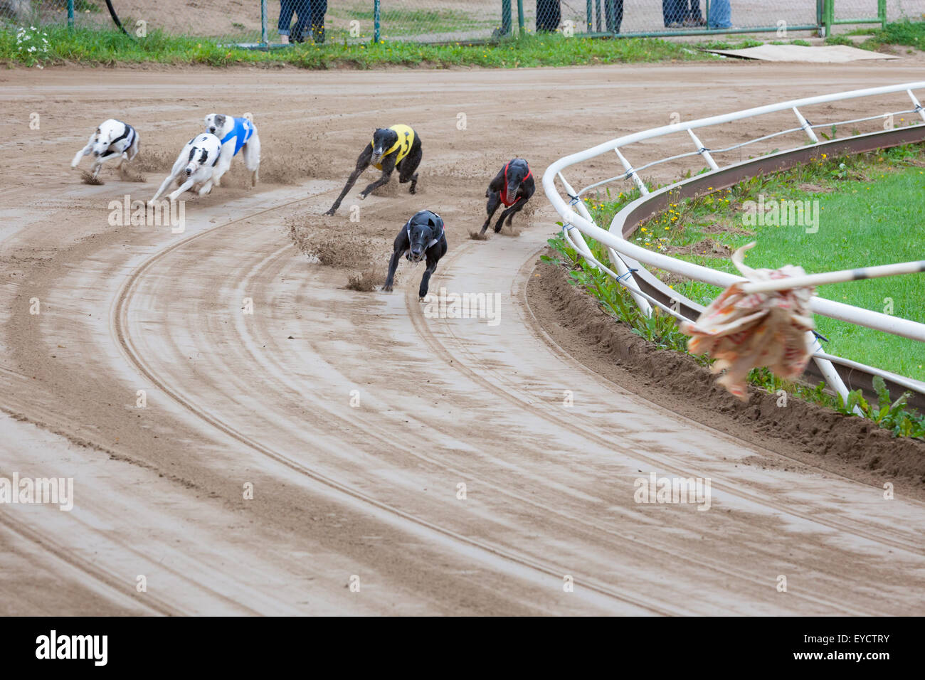 Greyhound dogs racing Stock Photo - Alamy