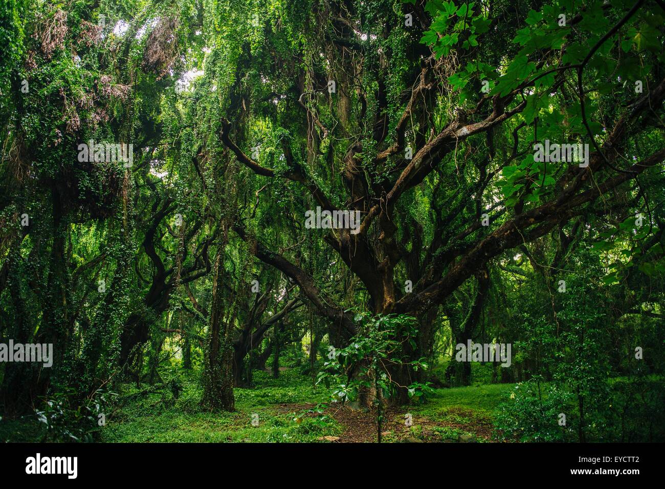 Maui forest hi-res stock photography and images - Alamy