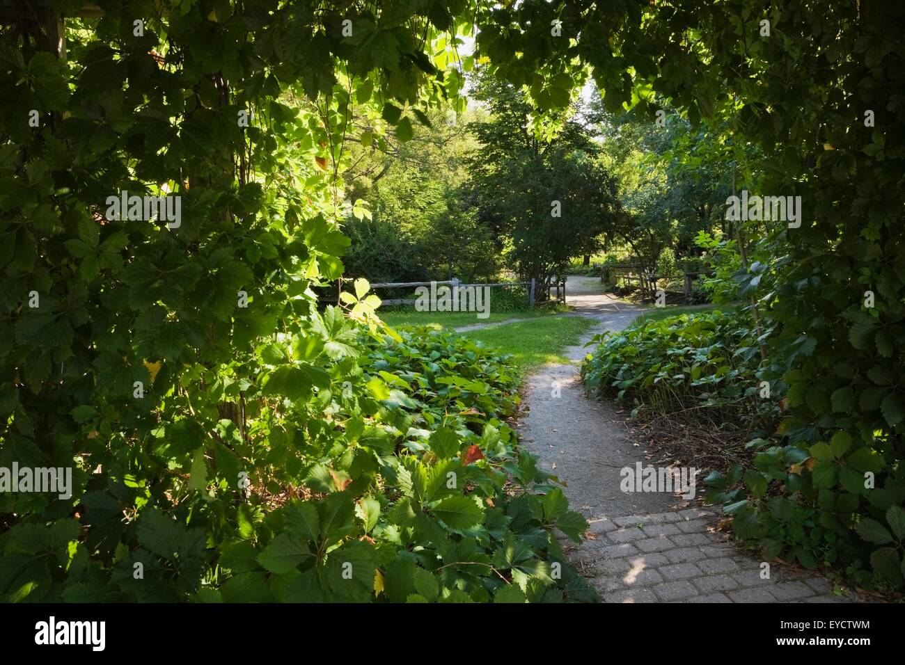 Pergola garden path hi-res stock photography and images - Alamy