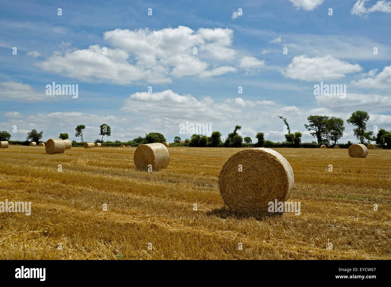 Straw bales in farmers field Stock Photo - Alamy