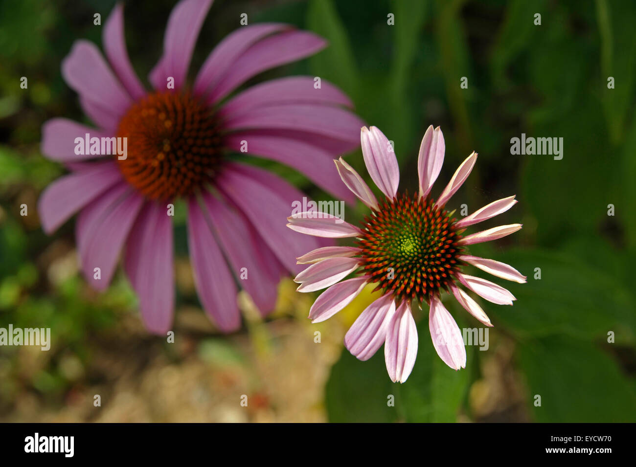 Flowers in bloom Stock Photo - Alamy