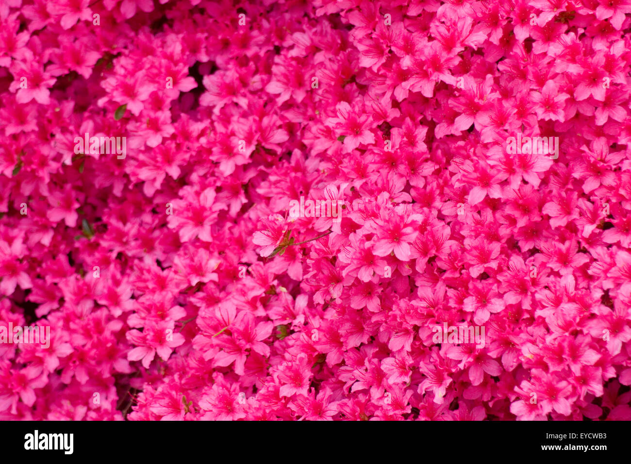 Glorious crowds of wild pink blossoms crowd the frame as they gather to ...