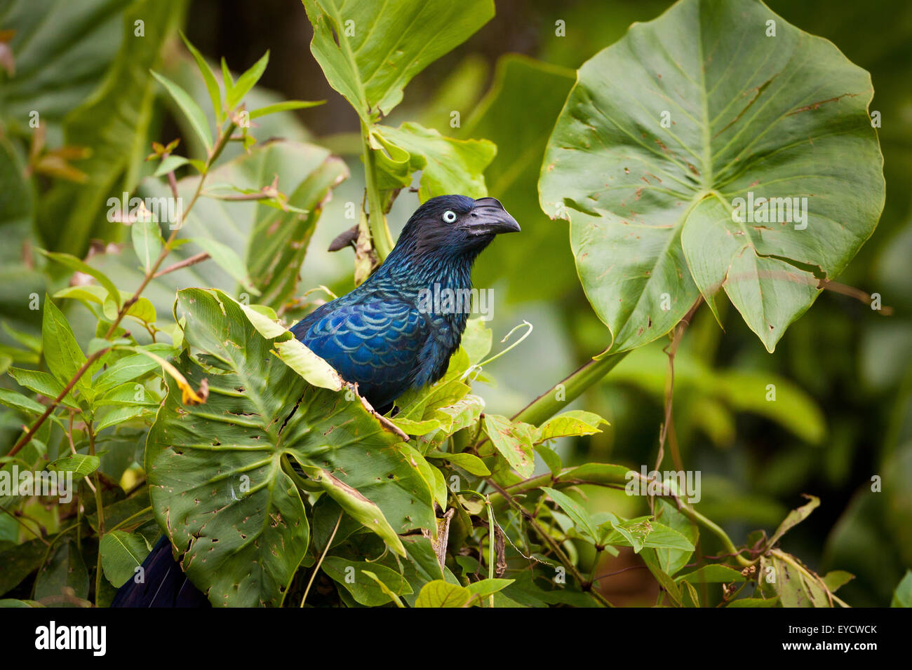 Greater Ani, Crotophaga major, in a tree beside Lago Gatun (Gatun lake ...