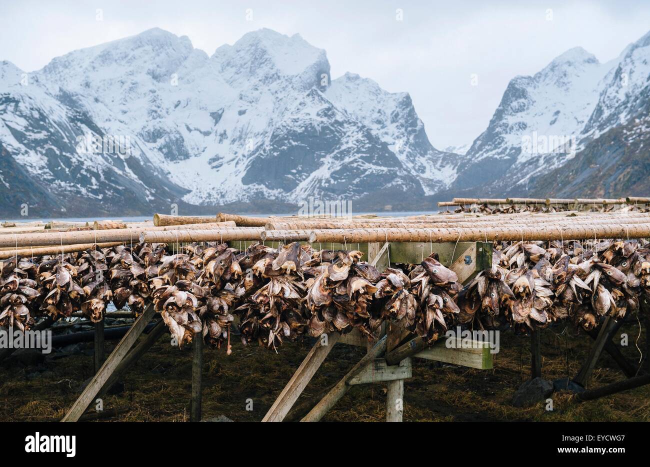 Fish heads hanging to dry, Reine, Norway Stock Photo - Alamy