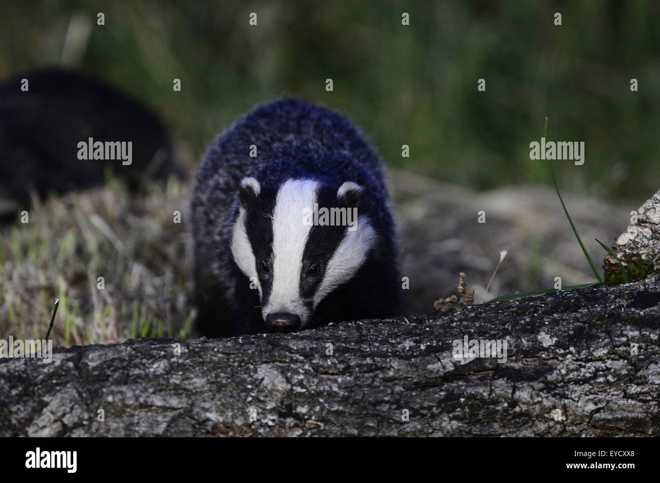 Badger log hi-res stock photography and images - Alamy