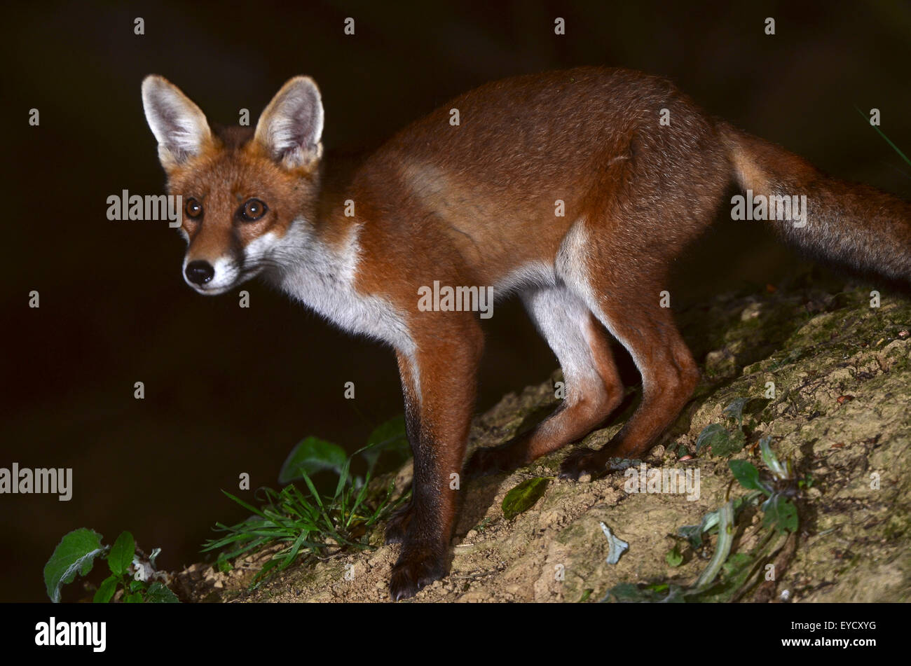 Red Fox Uk Night High Resolution Stock Photography and Images - Alamy