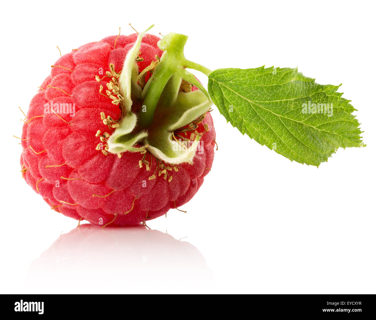 single raspberry isolated on the white background Stock Photo - Alamy