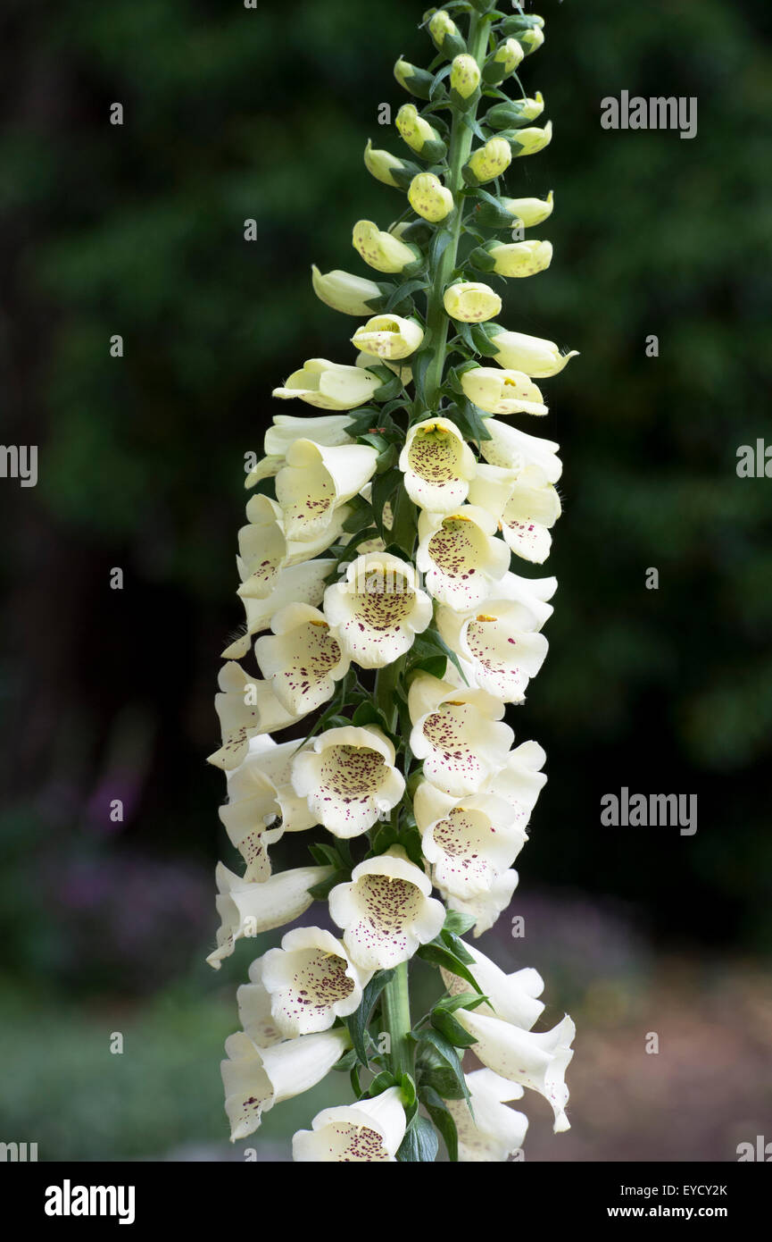 Digitalis purpurea 'Primrose carousel'. Foxglove Stock Photo - Alamy