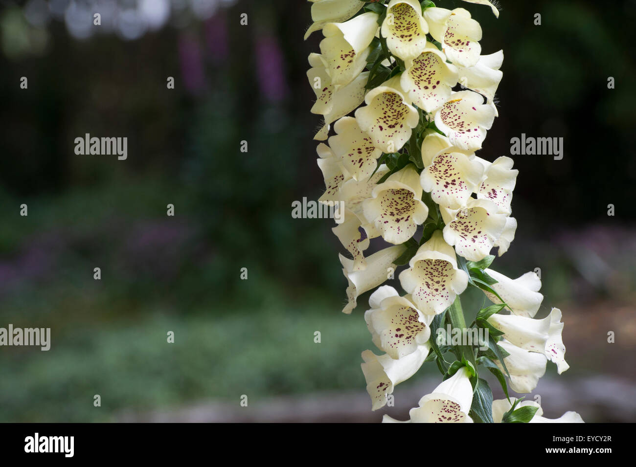 Digitalis purpurea 'Primrose carousel'. Foxglove Stock Photo - Alamy
