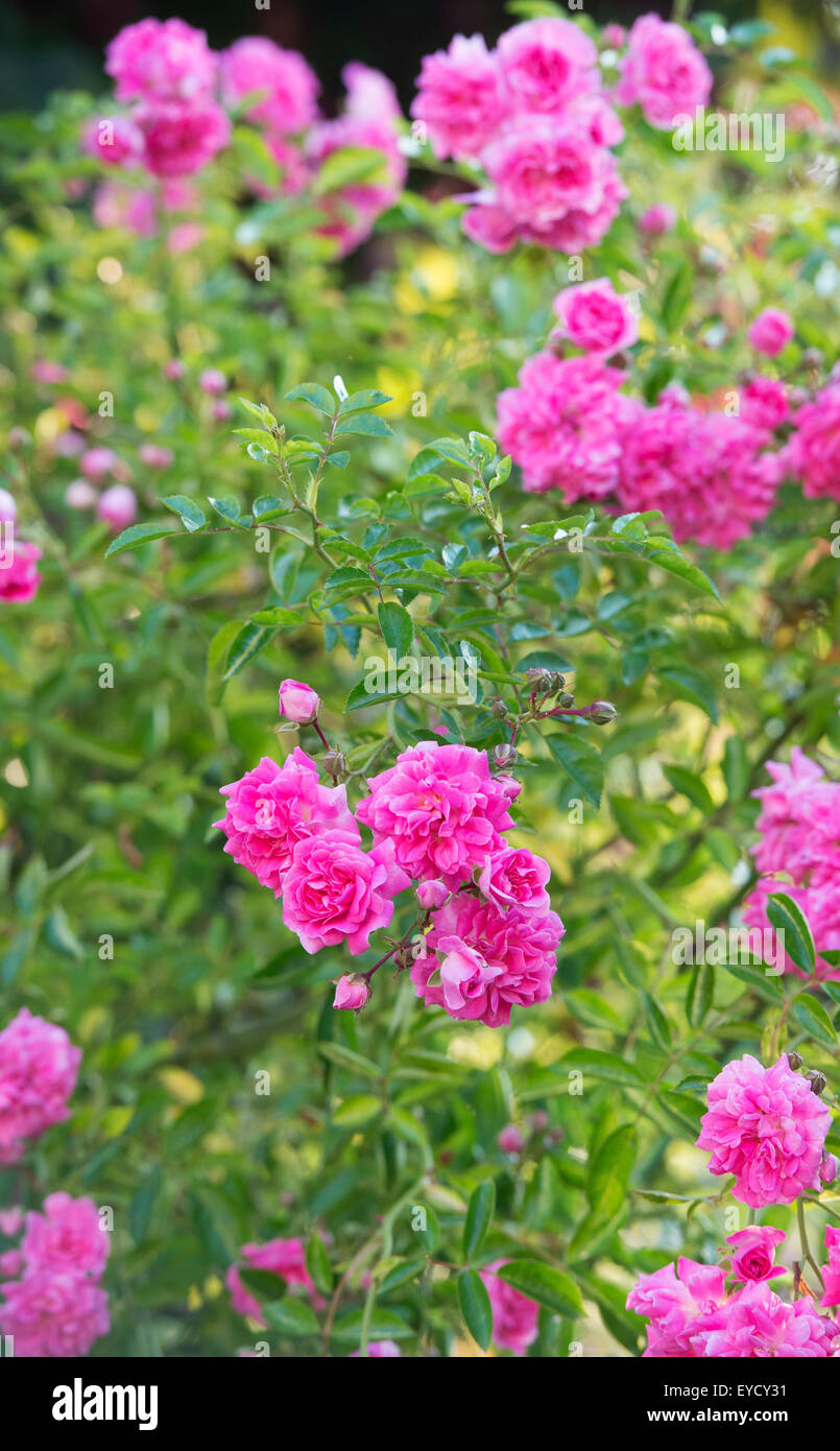 Rosa 'Dorothy Perkins'. Rose 'Dorothy Perkins'. Rambler Rose in an ...