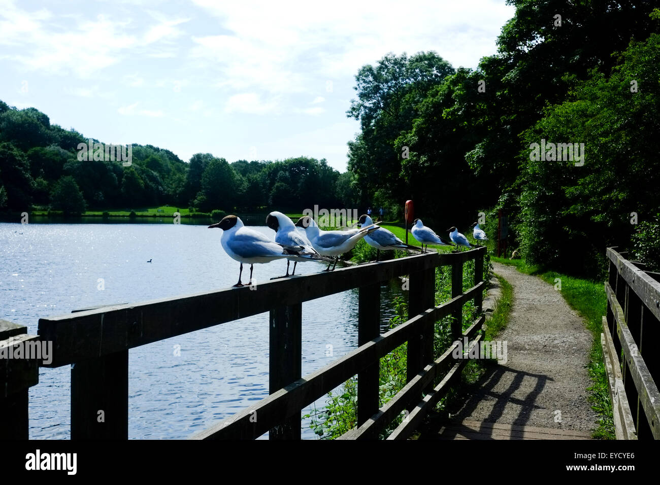Yarrow valley country park hi-res stock photography and images - Alamy