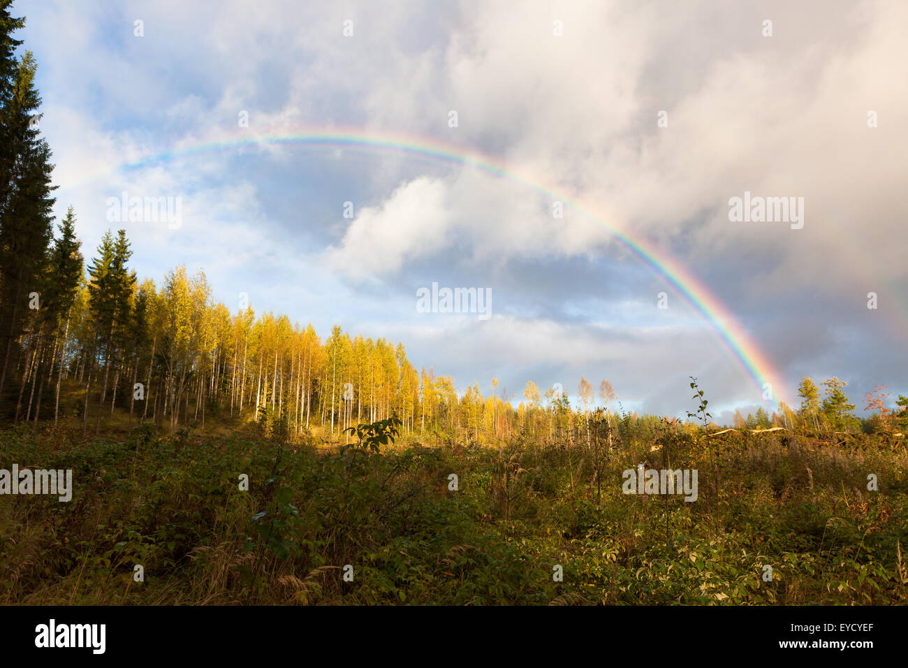 Rainbow and forest landscape Stock Photo - Alamy