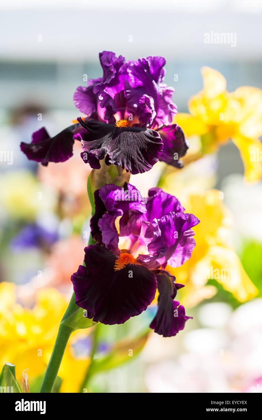 Close up of purple Bearded Iris Flowers Stock Photo - Alamy