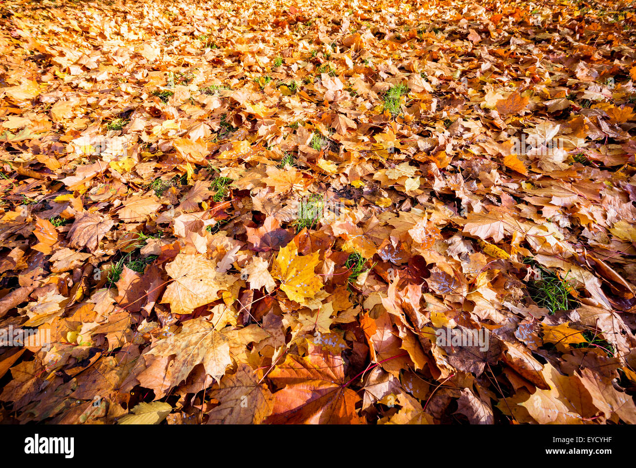 autumn leaves on forest floor for backgrounds Stock Photo - Alamy