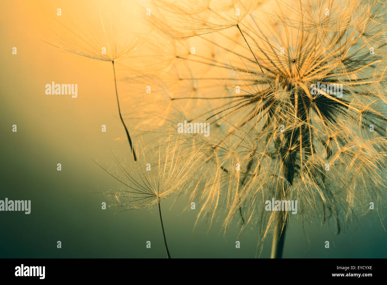 Beautiful dandelion flower close hi-res stock photography and images ...
