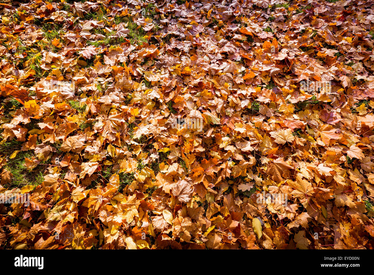 autumn leaves on forest floor for backgrounds Stock Photo - Alamy