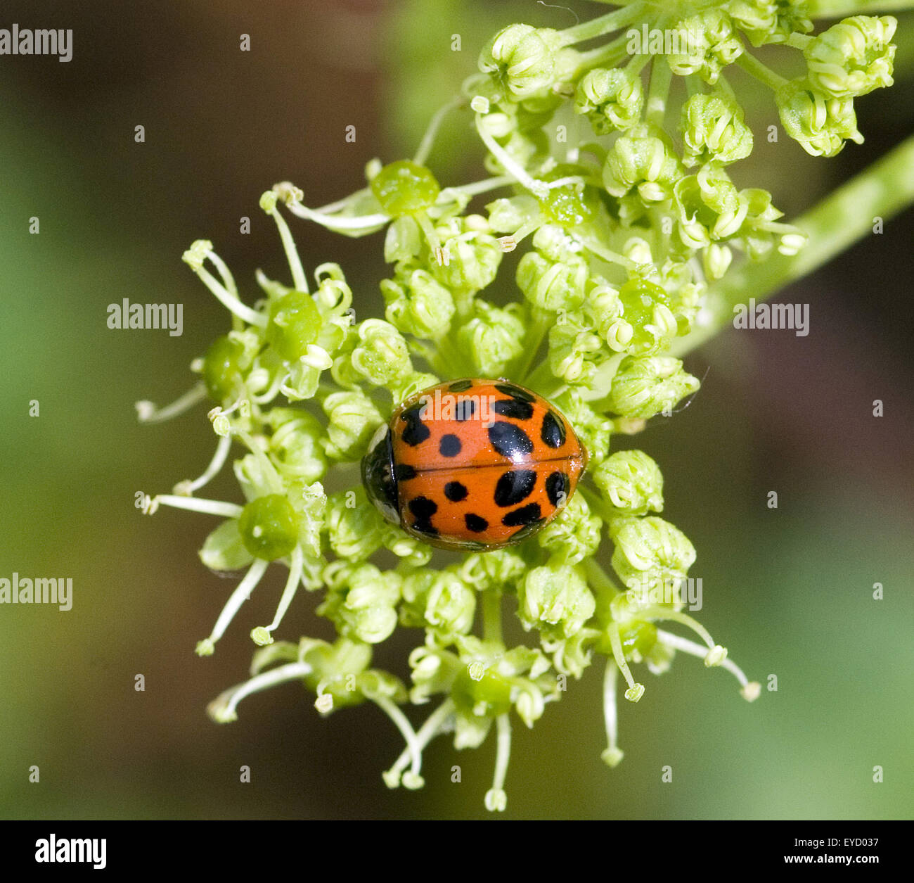 Marienkaefer hi-res stock photography and images - Alamy