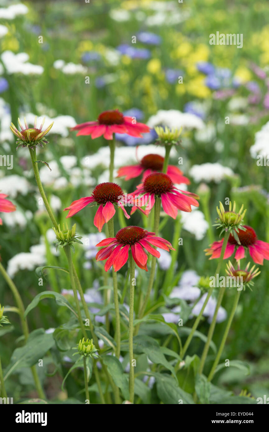 Echinacea hybrida 'Cheyenne Spirit'. Coneflowers Stock Photo - Alamy