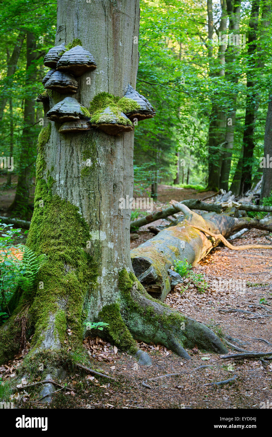 Tree with moss and fungus growing hi-res stock photography and images ...