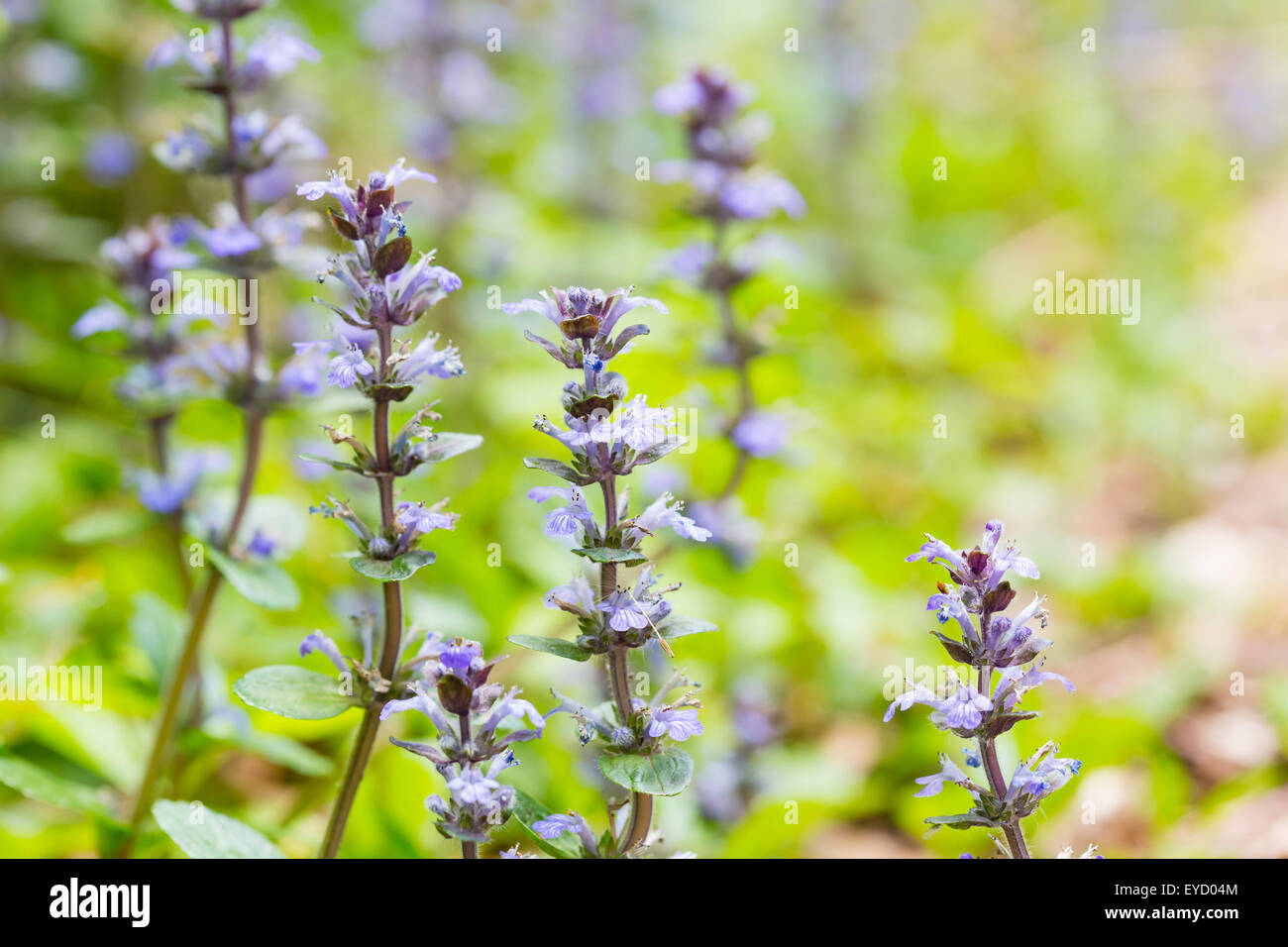 Bugle flowers hi-res stock photography and images - Alamy