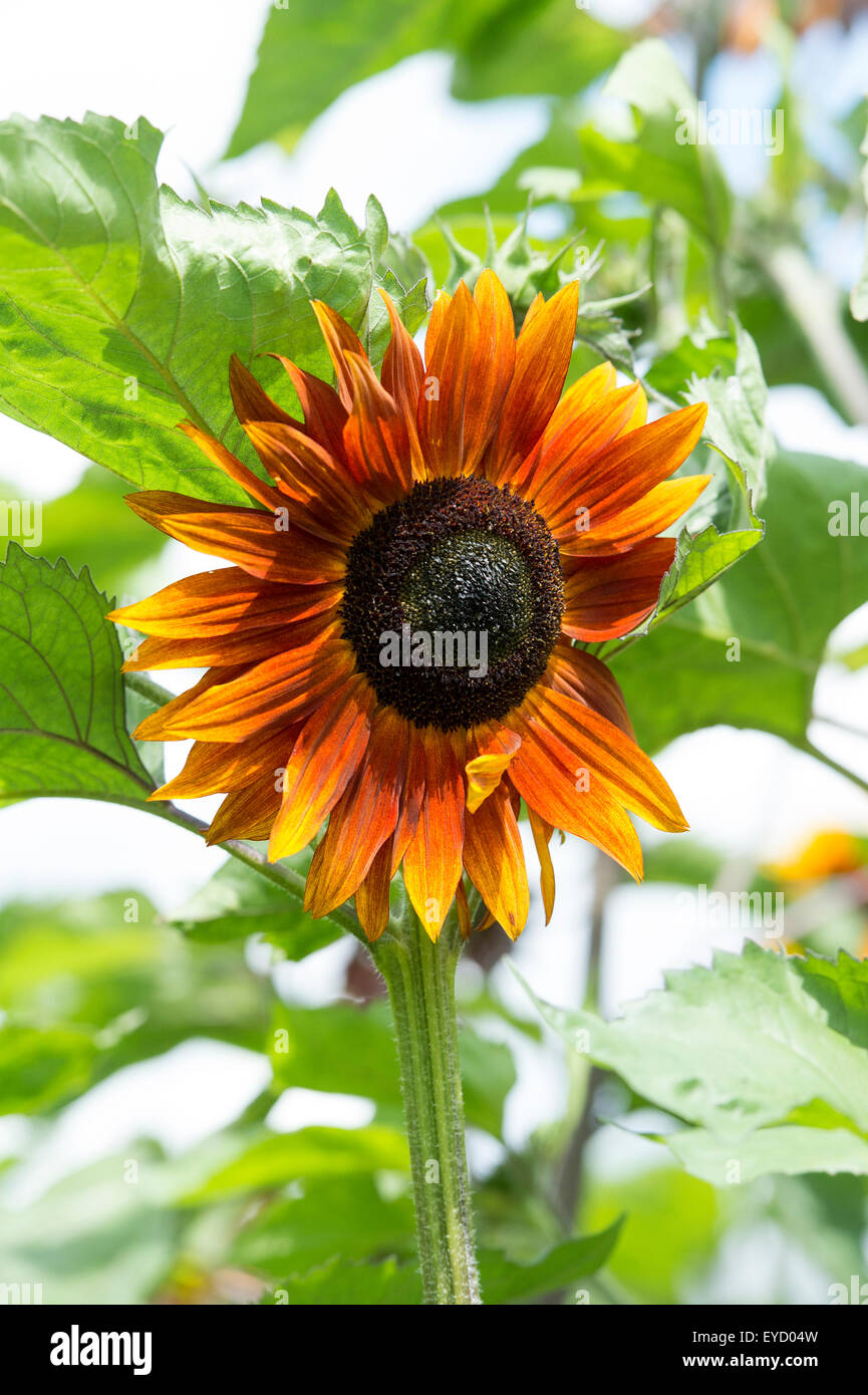 Helianthus annuus. Sunflower ’Claret’ Stock Photo - Alamy