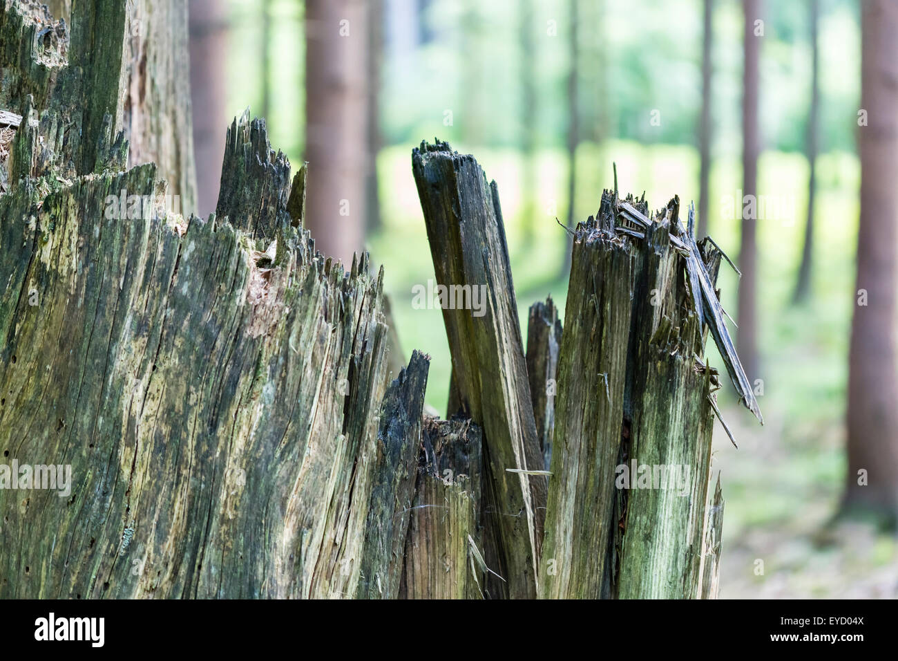Detail shot of a splintered tree in the Ardennes Forest, Belgium Stock ...
