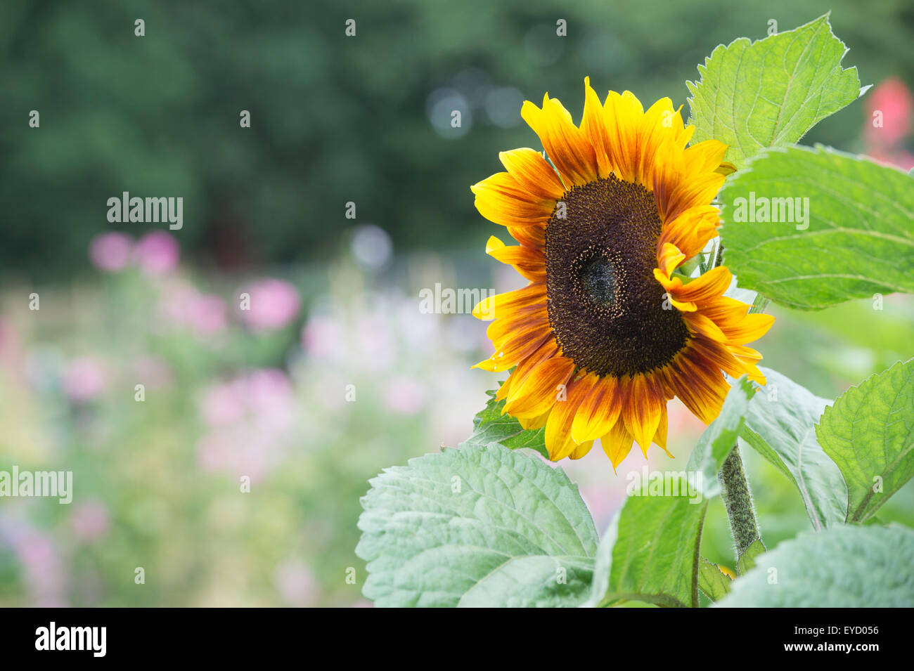 Sunflower helios flame hi-res stock photography and images - Alamy