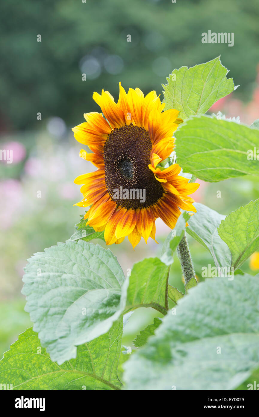 Helios flame sunflower hi-res stock photography and images - Alamy