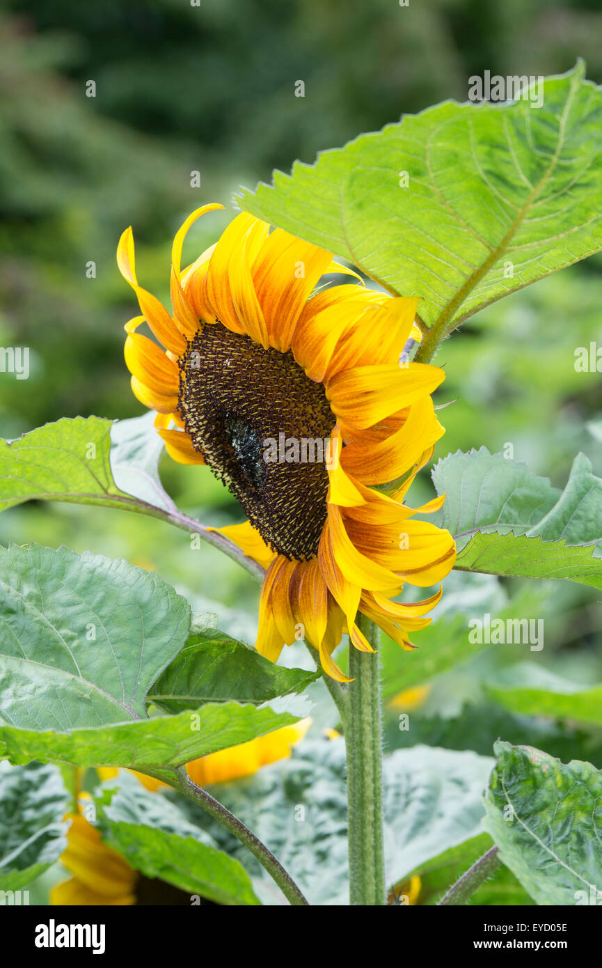 Helianthus annuus. Sunflower ’Helios Flame’ Stock Photo - Alamy
