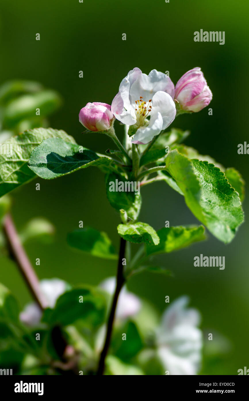 Flowers of an apple tree Stock Photo - Alamy