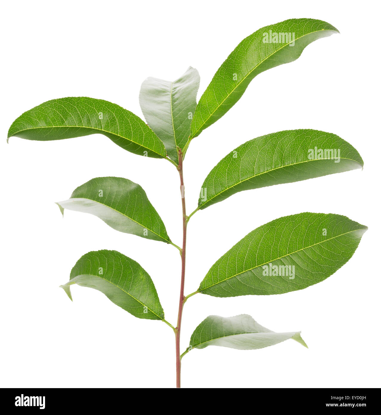 peach leaves isolated on the white background Stock Photo - Alamy