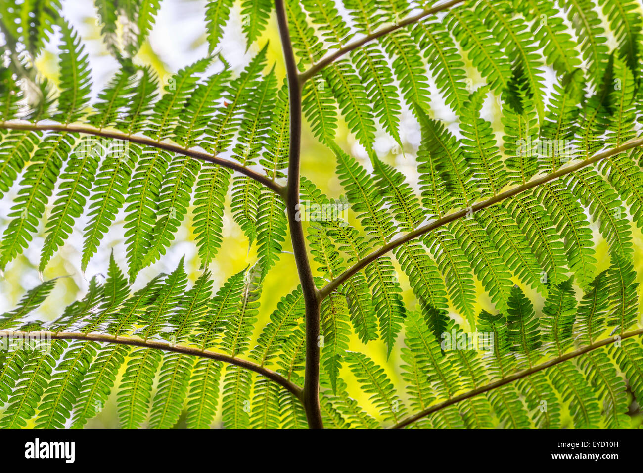 close up of a young fern branch Stock Photo - Alamy
