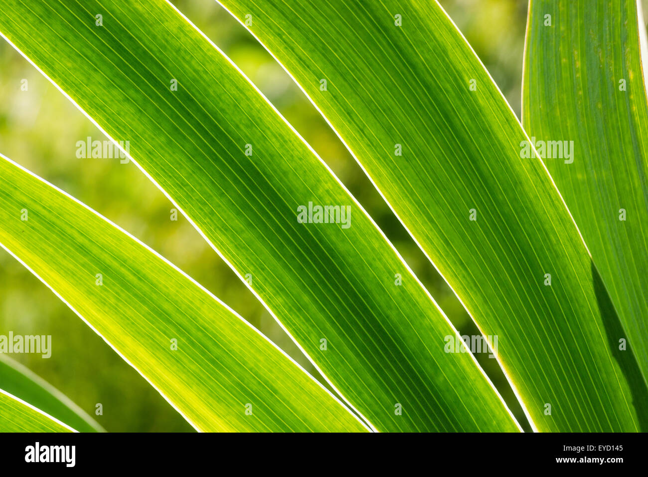 Iris leaves hi-res stock photography and images - Alamy
