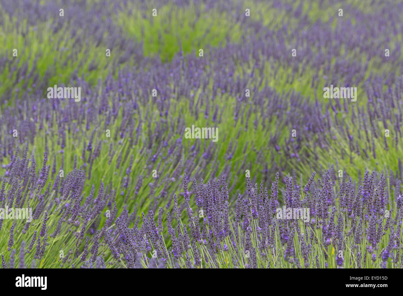 Lavender field, Yorkshire Stock Photo - Alamy