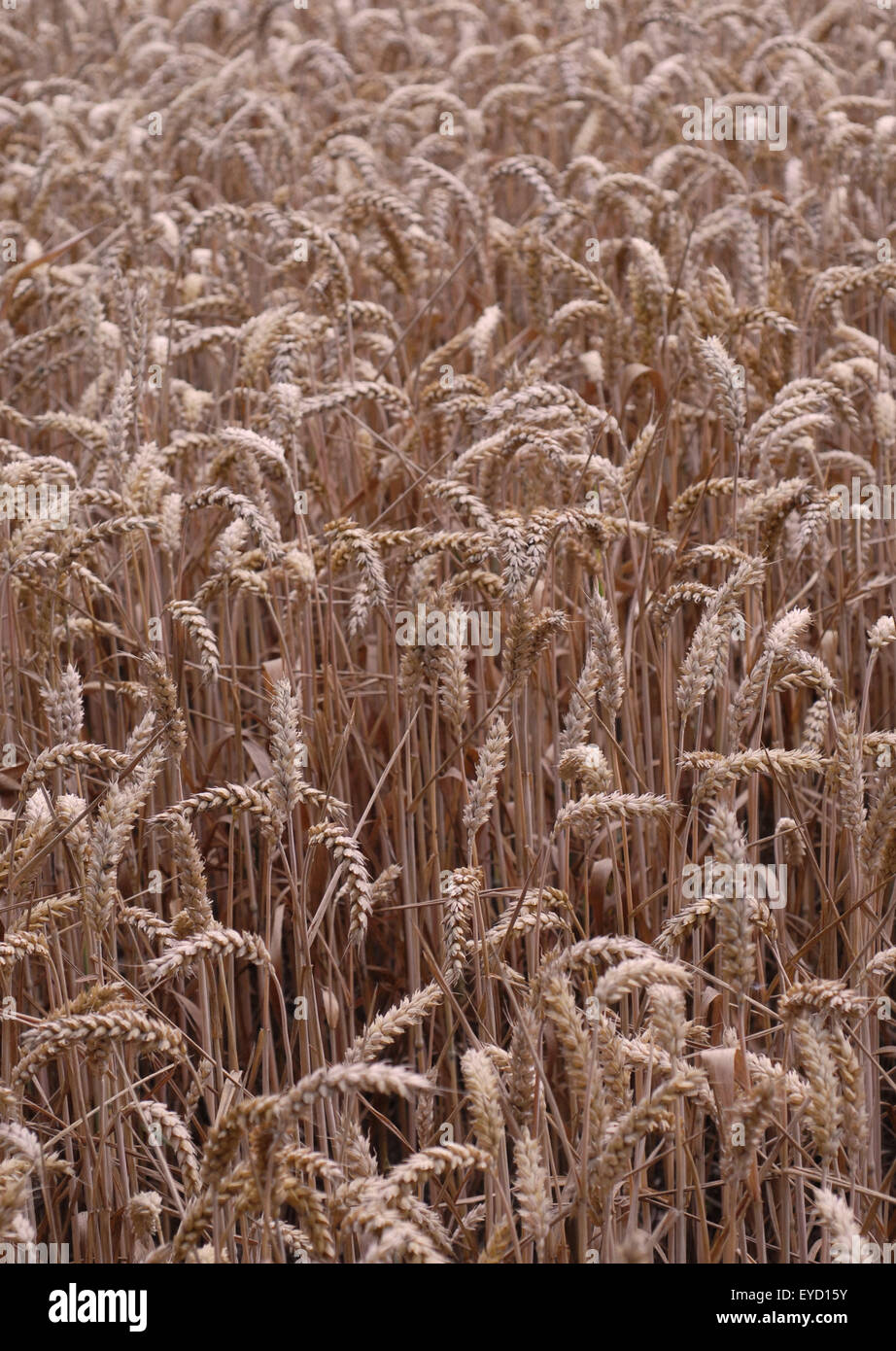 Growing vertical grains hi-res stock photography and images - Alamy