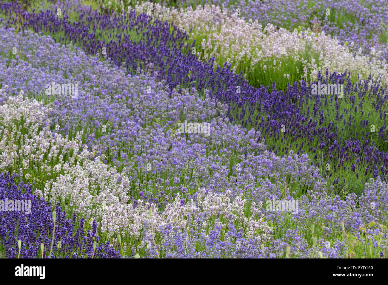 Lavender field with several varieties of Lavender, Yorkshire Stock ...