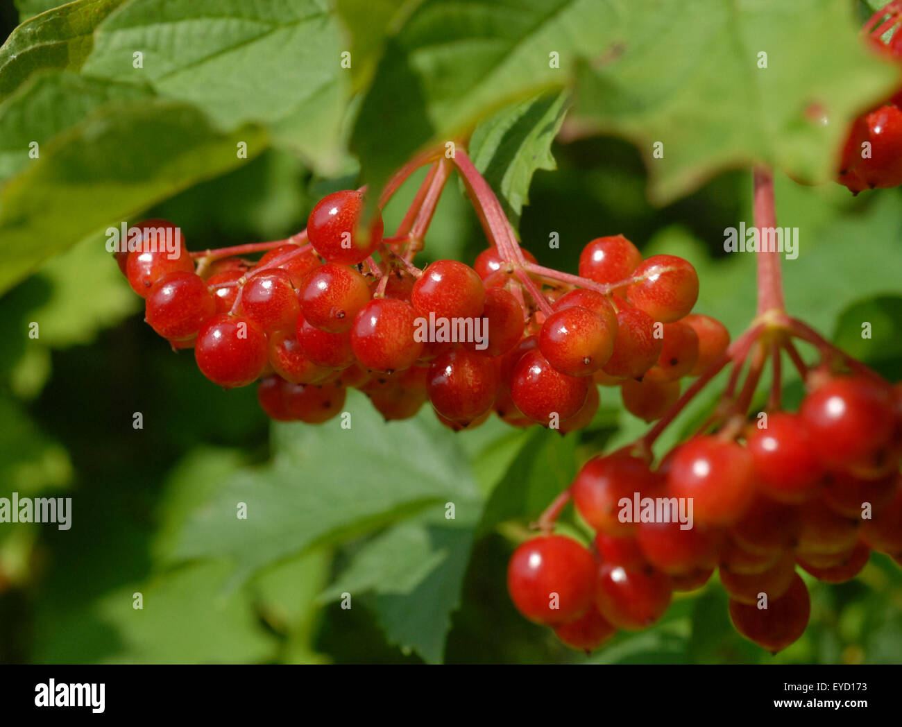 guelder rose berries Stock Photo - Alamy