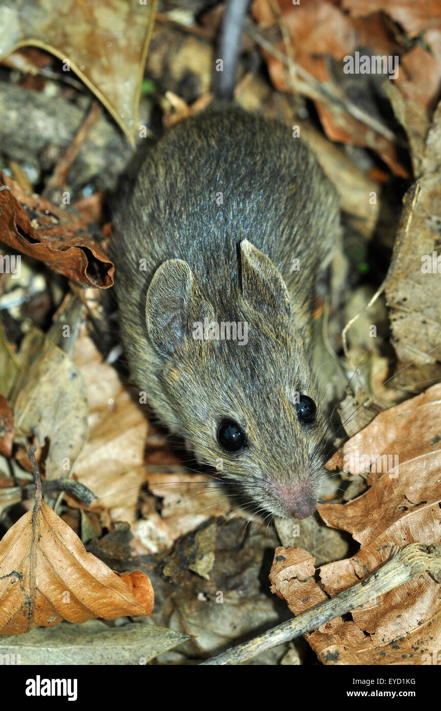 Wood mice hi-res stock photography and images - Alamy