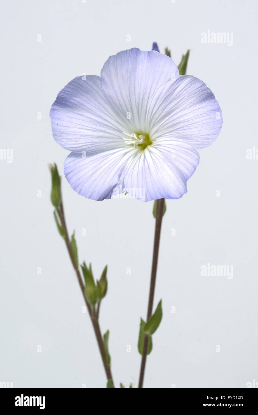 Linum hi-res stock photography and images - Alamy