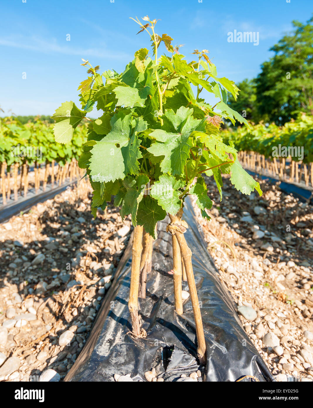 Field of rooted grafts of vine Stock Photo - Alamy
