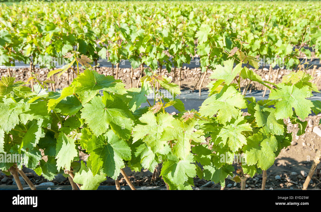 Vine field hi-res stock photography and images - Alamy