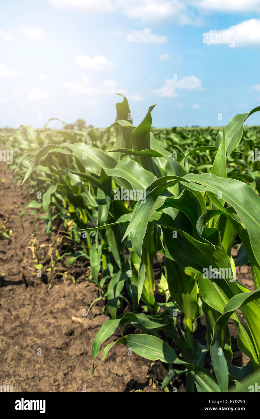 Corn field agriculture green nature hi-res stock photography and images ...