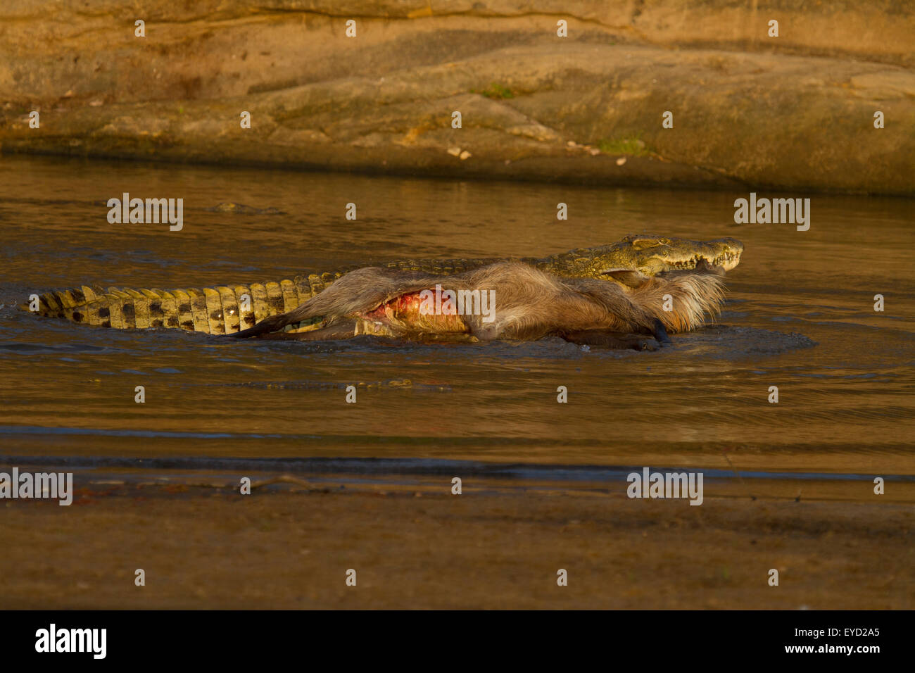 Nile crocodile (Crocodylus niloticus) dragging a fresh kill though some ...