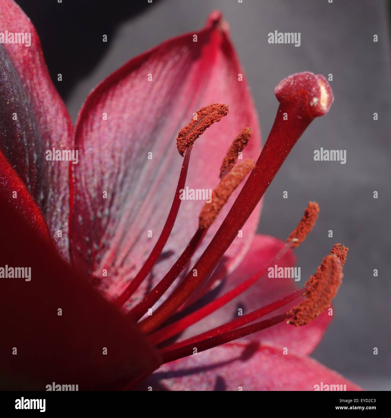 Velvety flower hi-res stock photography and images - Alamy