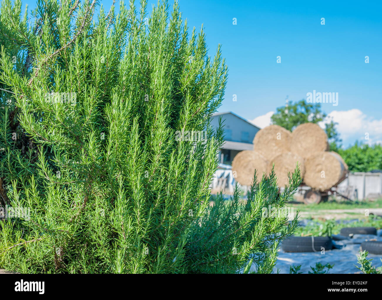 Large green Rosemary fragrant shrubs in southern Italy Stock Photo - Alamy