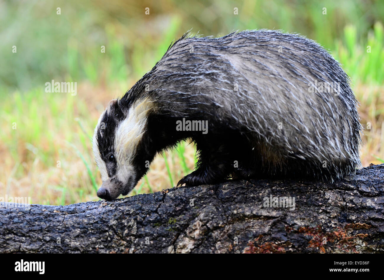 Prtected uk species hi-res stock photography and images - Alamy