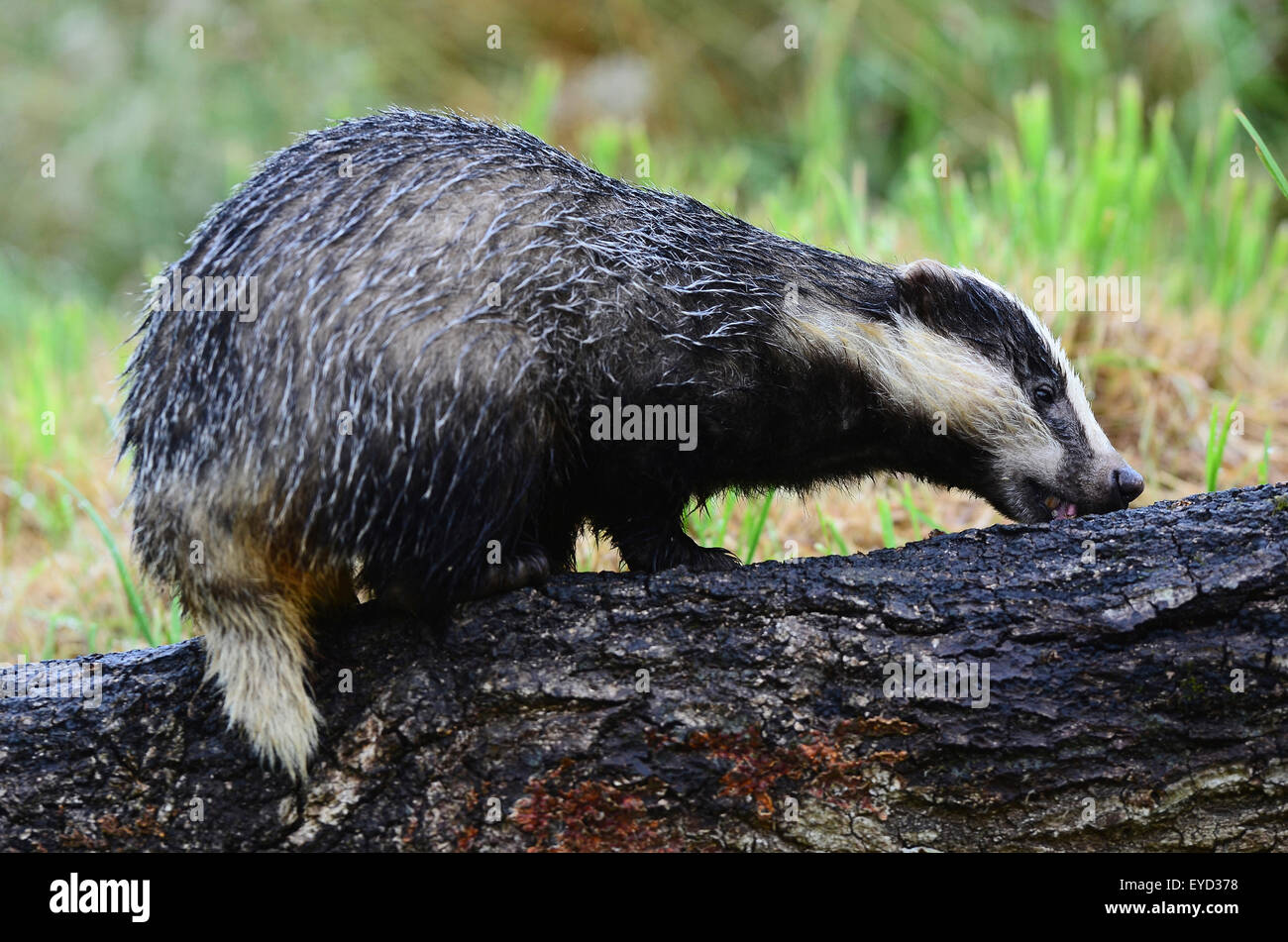 Badger hi-res stock photography and images - Alamy